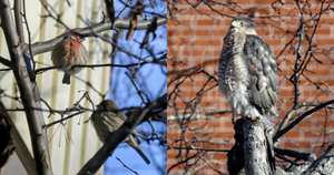 Le oiseaux du Mile End: roselins, éperviers et dindons
